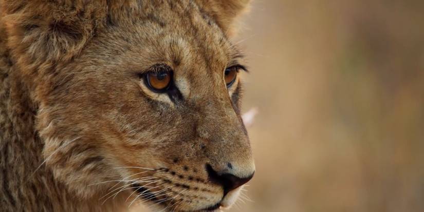 The 10 Best Netflix Original Nature Documentaries, Ranked