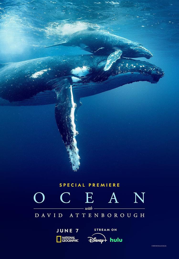 Take the Plunge With a Stunning New Sneak Peek of 'Ocean with David ...