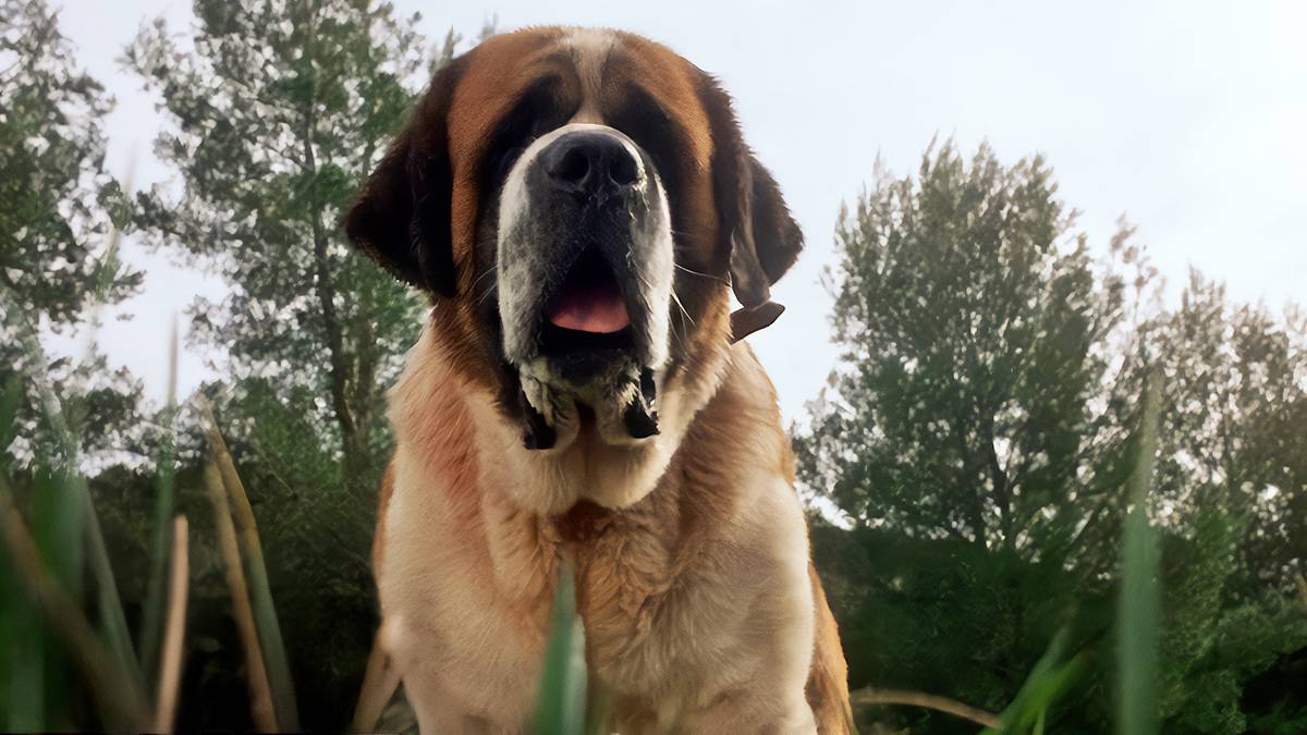 All 5 Stephen King Novels Set in Castle Rock, Ranked