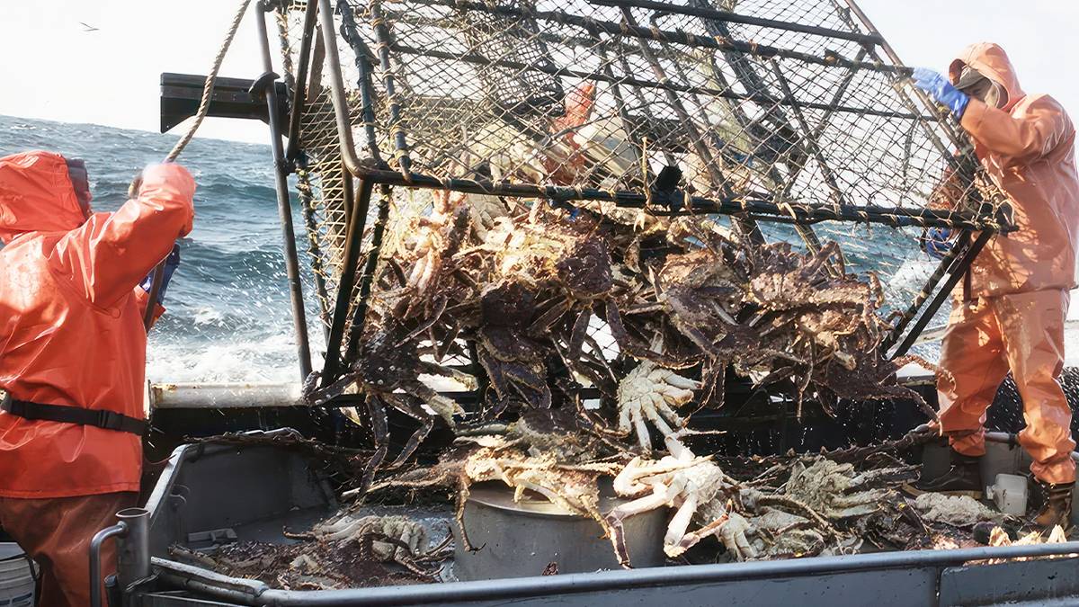 How Exactly Do Crab Pots Work on 'Deadliest Catch'?