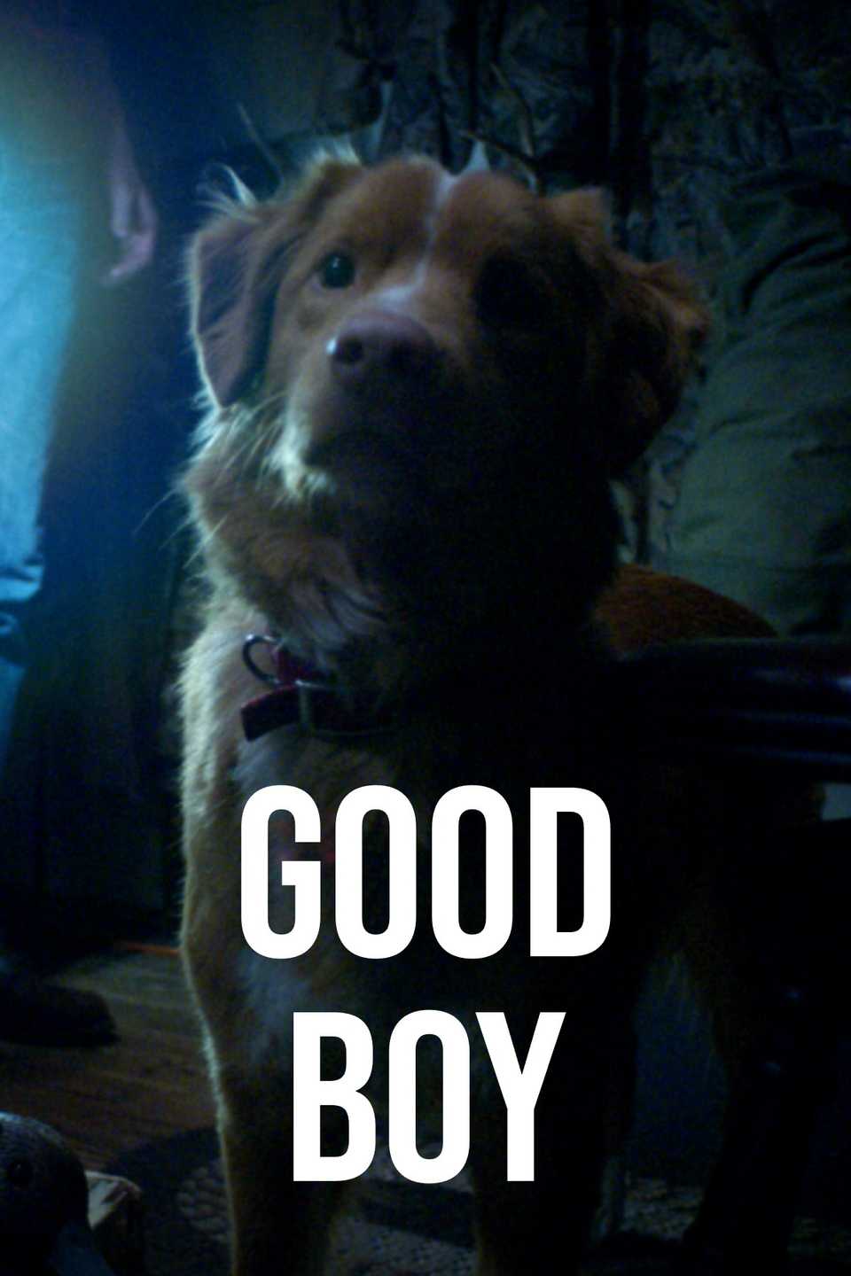 'Good Boy' Review: This Canine-Led Horror Movie Lives Up to Its Name